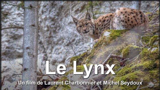 Cinéma Open Air - Paroisse réformée de La Neuveville